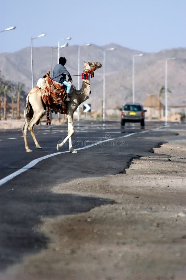 Camel road crossing stock image. Image of arabian, egypt - 4015199