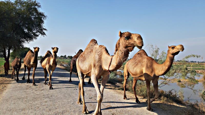 Camel on road desert tree stock photo. Image of landscape - 237307426