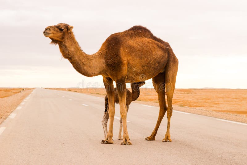 Camel on road desert tree stock photo. Image of landscape - 237307426