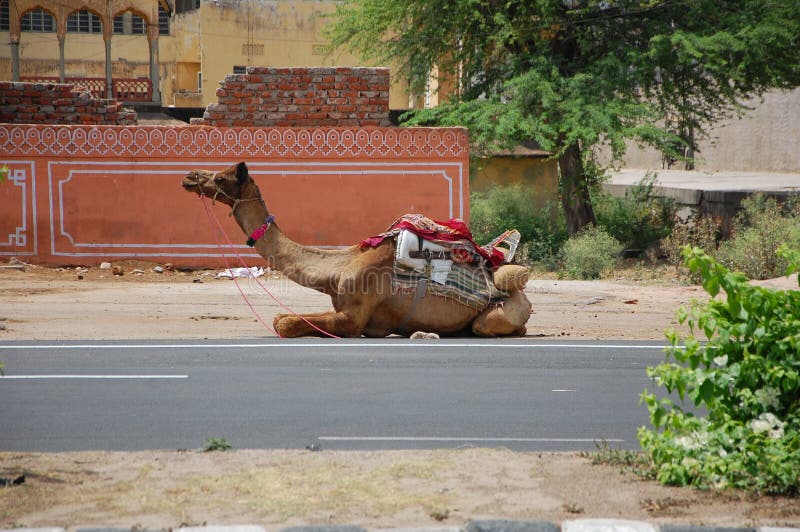 Camel on the road stock image. Image of india, ride, wild - 69146541