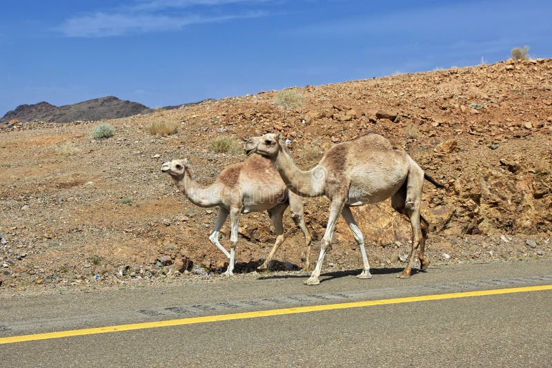 The Camel on the Road in Mountains of Saudi Arabia Stock Image - Image ...