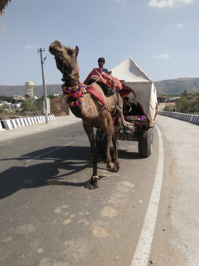 Camel on road desert tree stock photo. Image of landscape - 237307426