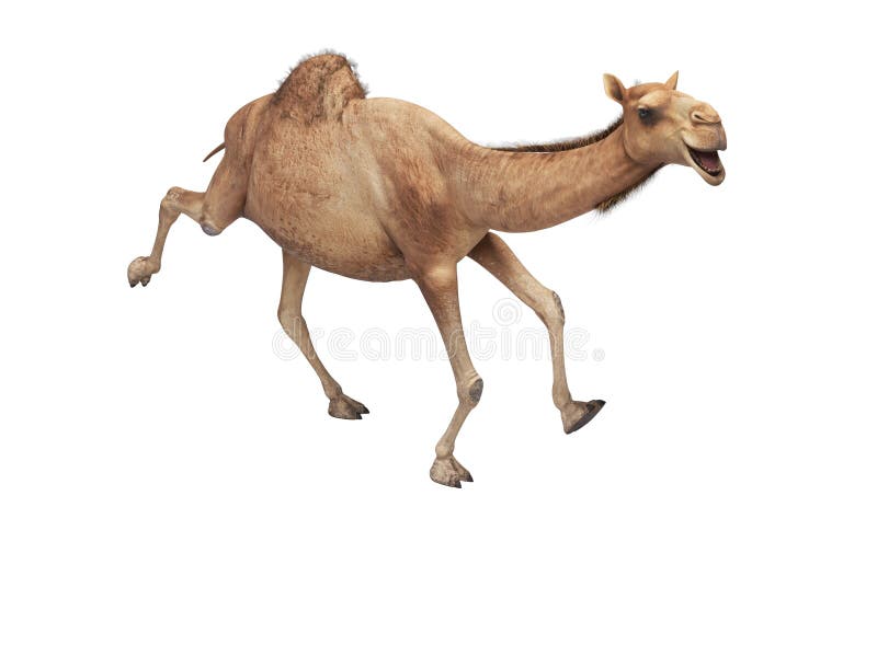Camel Running Stock Illustrations – 220 Camel Running Stock ...