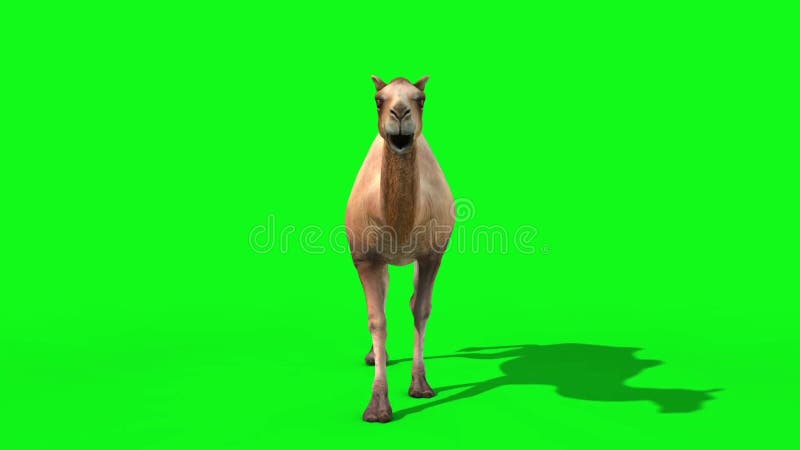 Camel Dromedary Walkcycle Green Screen Desert 3D Rendering Animation ... Camel Dromedary Walkcycle Green Screen Desert 3D Rendering Animation ...