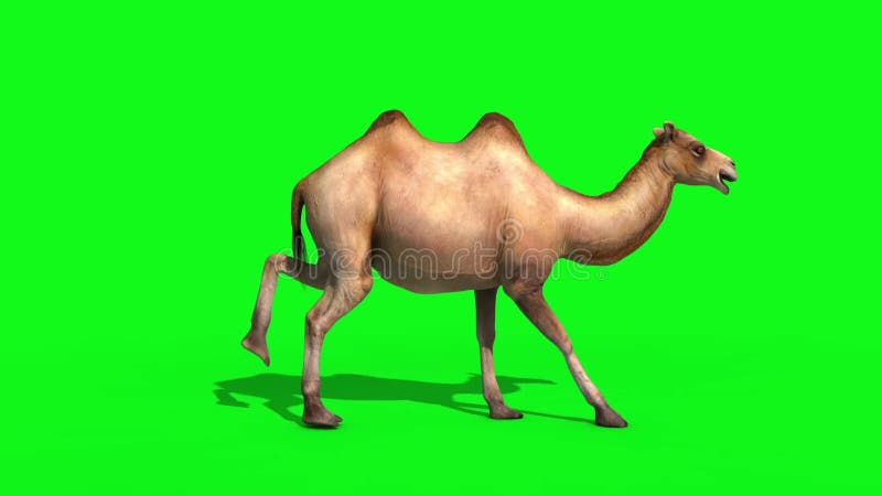 Camel Runcycle Loop Green Screen 3D Rendering Animation Animals Stock ...