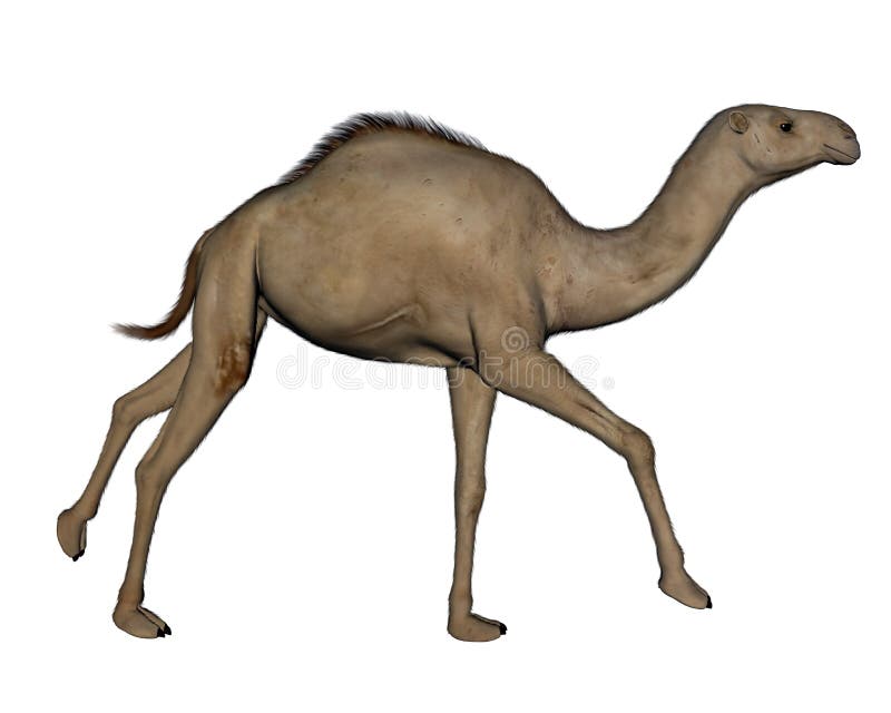 Camel Running Stock Illustrations – 206 Camel Running Stock ...