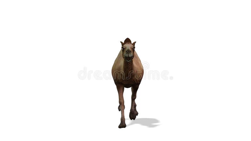 Camel Running, Front View Seamless Loop, White Background Stock Footage ...