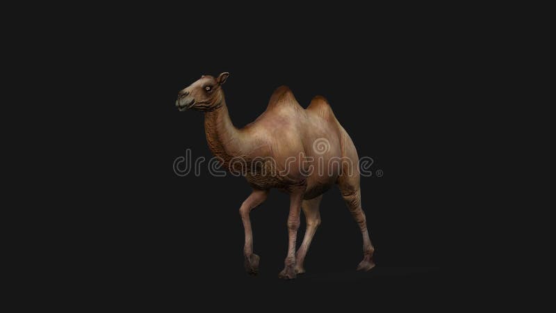 Camel Running, Side View Seamless Loop, White Background Stock Video ...