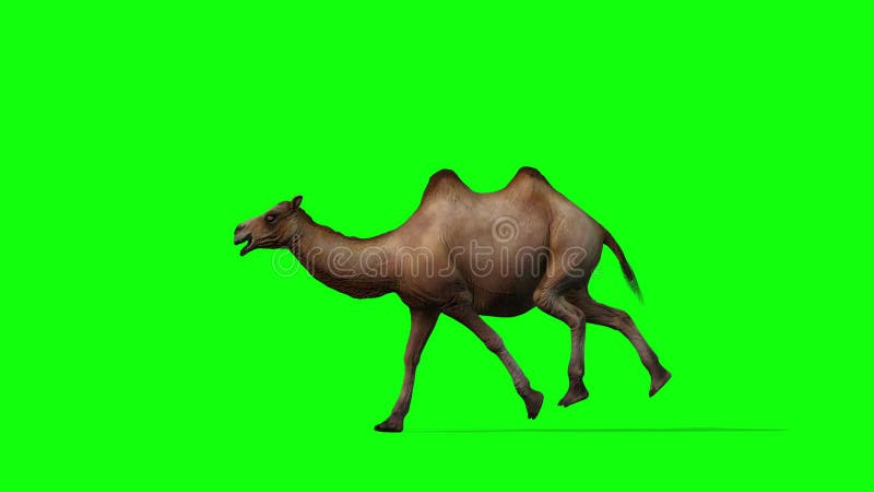 Camel Running, Side View Seamless Loop, Green Screen Chromakey Stock ...
