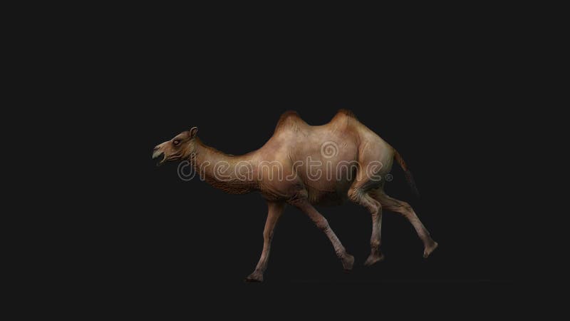 Camel Running, Side View Seamless Loop, White Background Stock Video ...