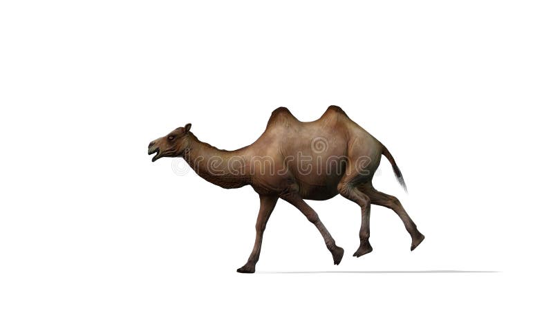 Camel Running Seamless Loop, White Background Stock Footage - Video of ...