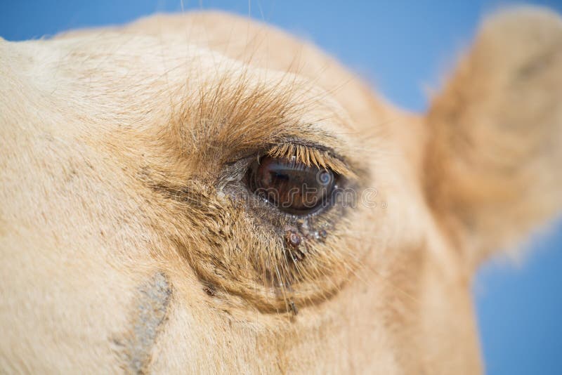 Camel`s eye in the UAE stock photo. Image of close, camels - 83002760