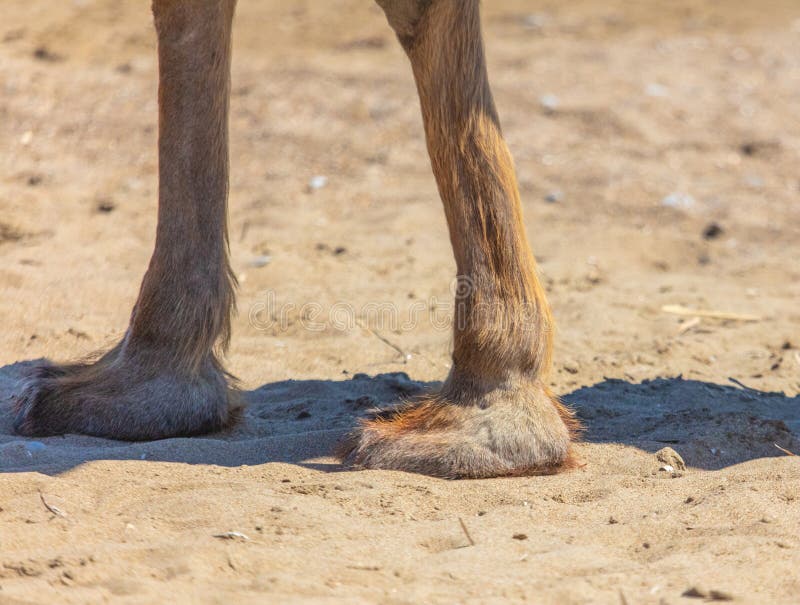 Camels Feet