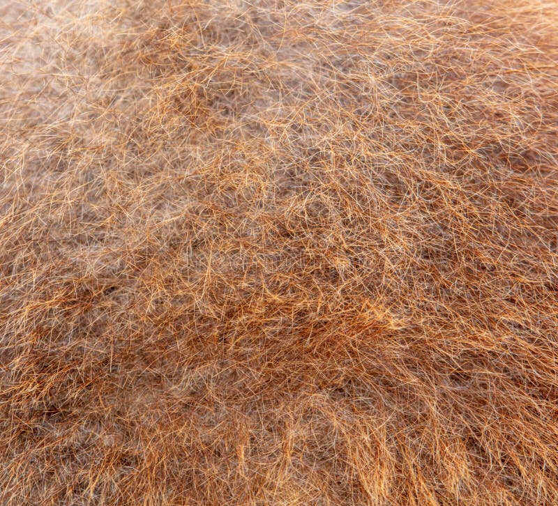 Camel S Fur As an Abstract Background. Stock Photo - Image of pattern ...