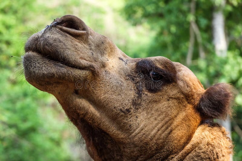 Camel and the hand of man stock image. Image of mammal - 74208737