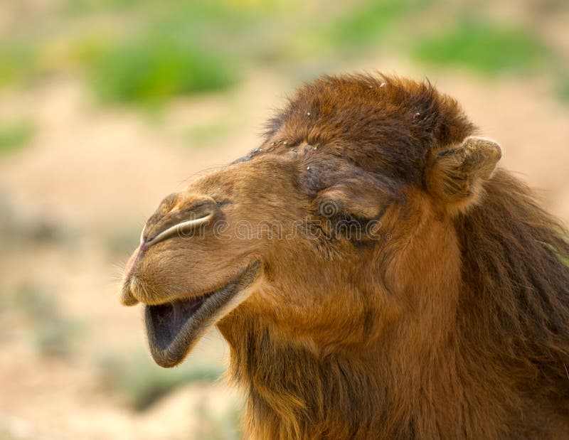 Camel s head stock photo. Image of brown, exhaustion, nomadic - 6231850