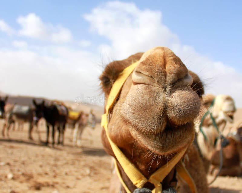 Camel S Head in the Desert with Funny Expression Stock Photo - Image of ...
