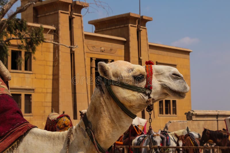 Camel S Head in Profile. Egypt Stock Image - Image of sahara, summer ...