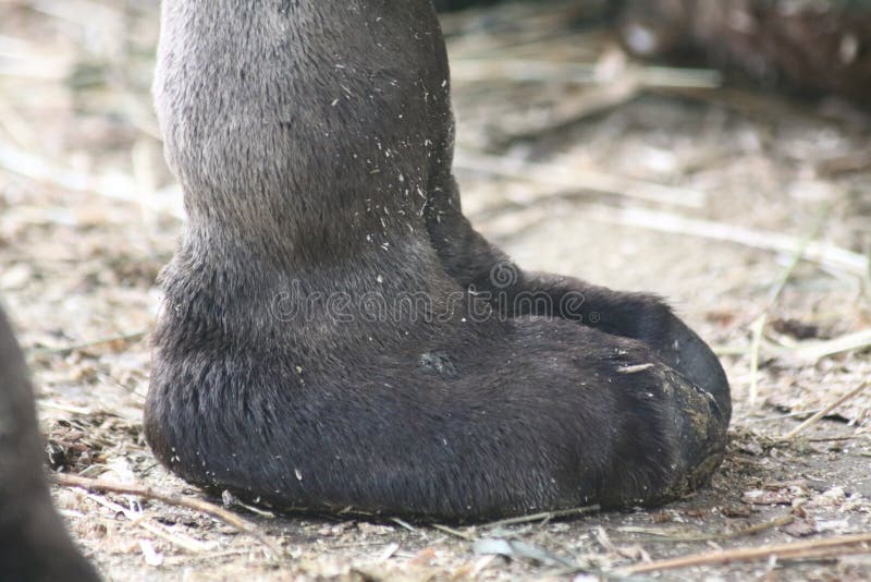 286 Camel Hoof Stock Photos - Free & Royalty-Free Stock Photos from ...