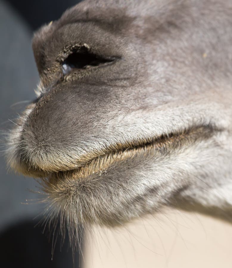 Camel nose stock photo. Image of white, close, inquisitive - 4386904