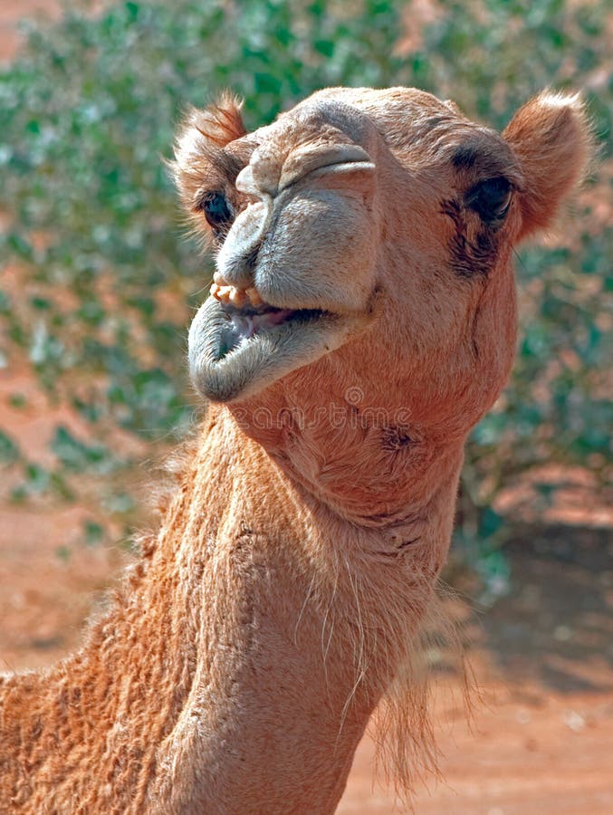 Camel s smile stock image. Image of travel, desert, close - 17108597