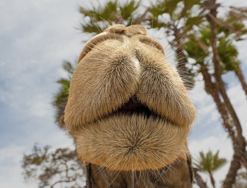Camel s snout stock photo. Image of animal, outdoors - 35999110