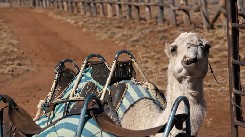 Camel S Tail Wagging while Sitting on a Sunny Day Stock Video - Video ...