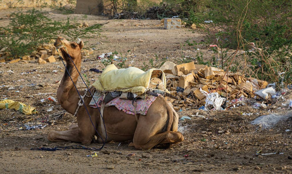 Camel with Saddle Amidst Scattered Garbage in Rajasthan Stock Image ...