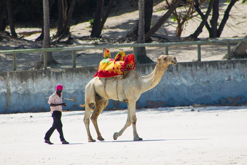 Camel with Saddle on the Beach Editorial Stock Photo - Image of color ...