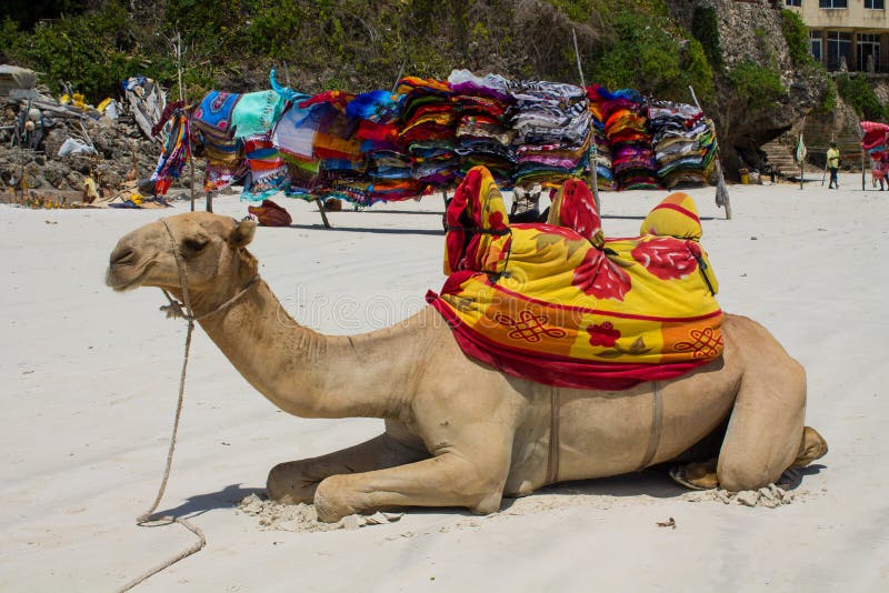 Camel with Saddle on the Beach Editorial Stock Image - Image of resort ...