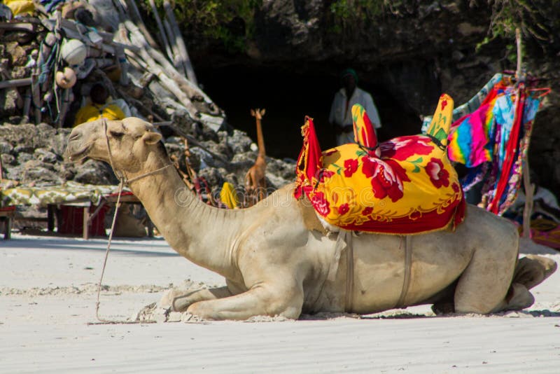 Camel with saddle on beach editorial photo. Image of essaouira - 94576001