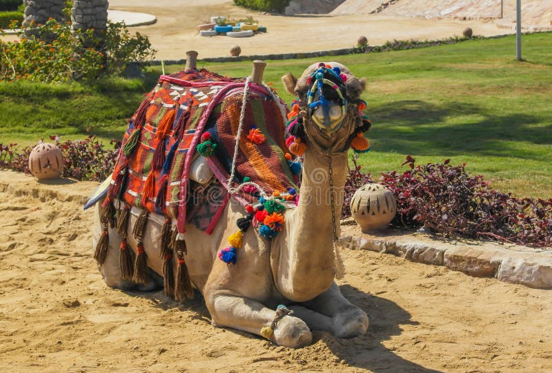 Camel with Saddle is Seating on the Beach, Egypt Stock Photo - Image of ...