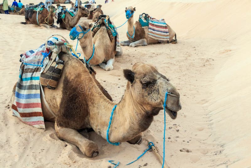 Camel saddled for ride stock photo. Image of animal, arabia - 84395324