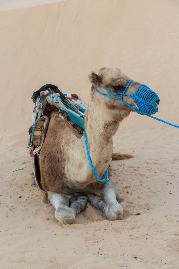 Camel saddled for ride stock photo. Image of mediterranean - 84728010