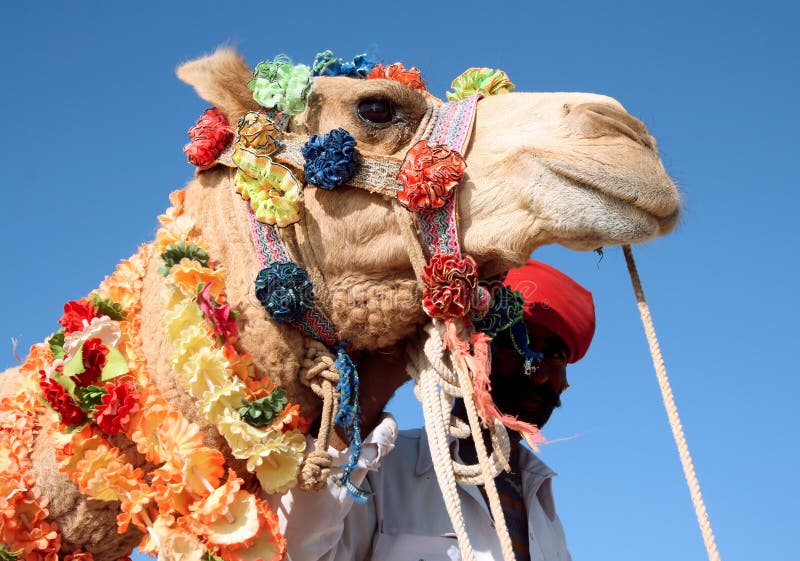 Decorated Camel stock image. Image of camel, jaisalmer - 4434049