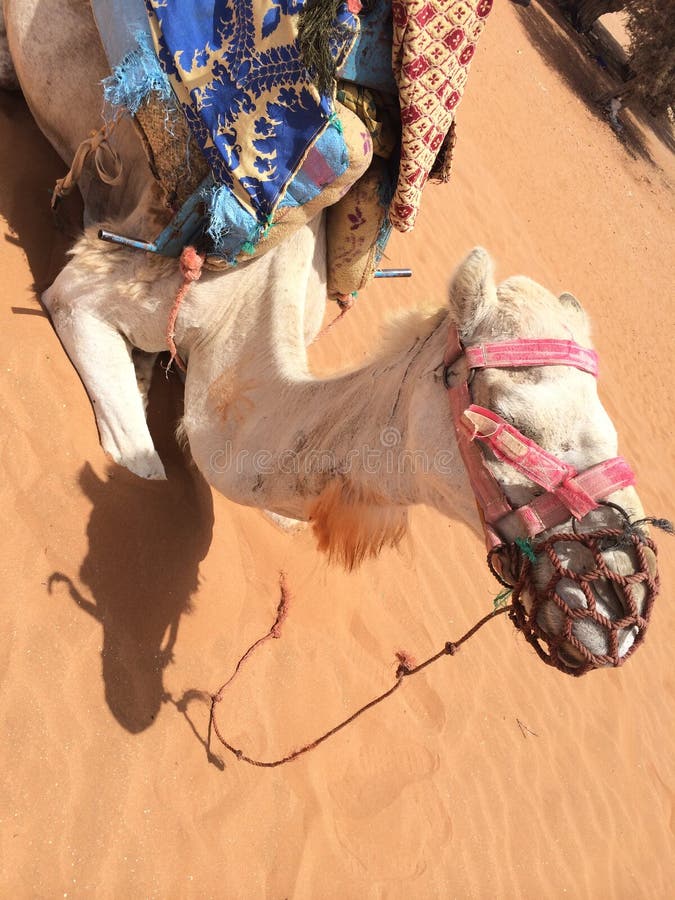 Camel Chillin Stock Photos - Free & Royalty-Free Stock Photos from ...