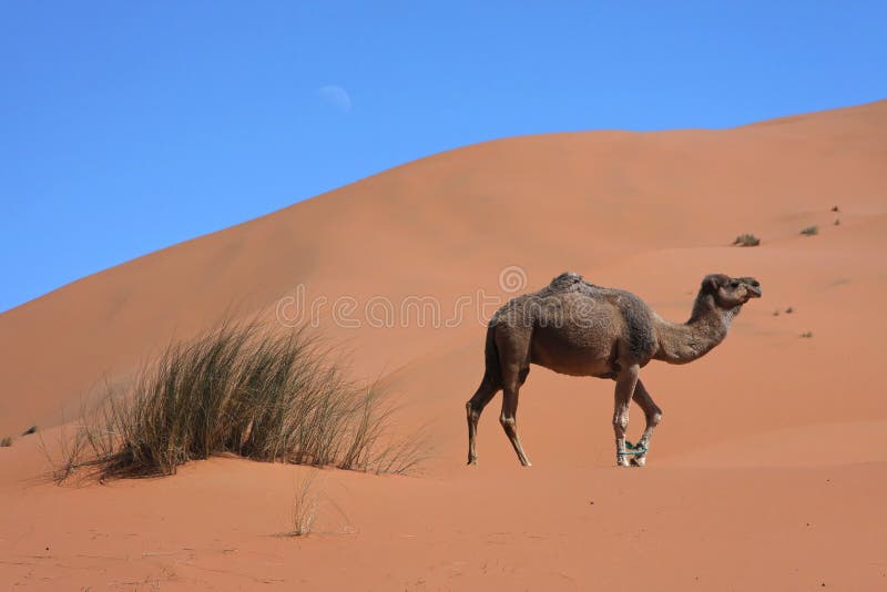 Camel in the sand stock image. Image of caravan, morning - 18421903