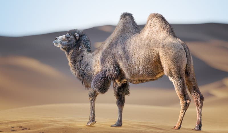 Camel on the Sand in Desert Stock Photo - Image of nebula, night: 131332696