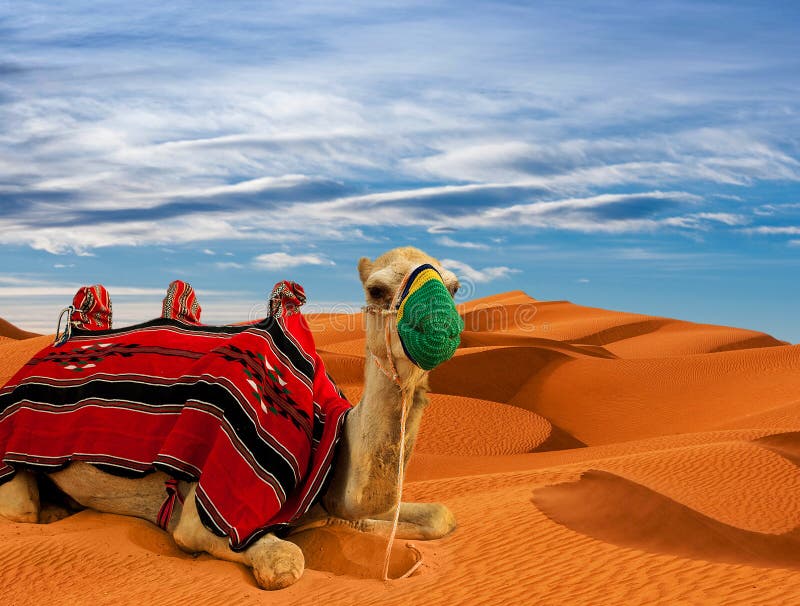 Camel on Sand Dunes in the Desert Stock Image - Image of safari, dubai ...