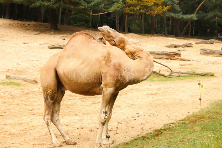 Camel Scratching Its Head with a Comical Expression, Showcasing Its ...