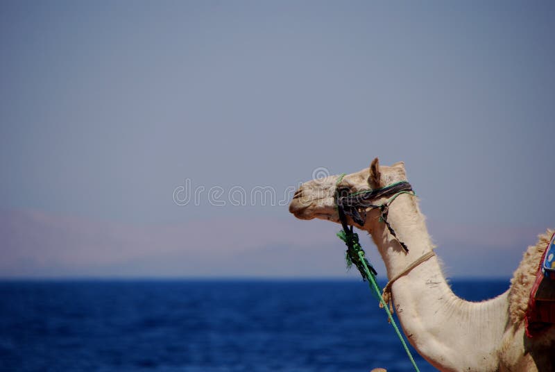 Camel on the sea stock photo. Image of mammal, arab, dubai - 28144492