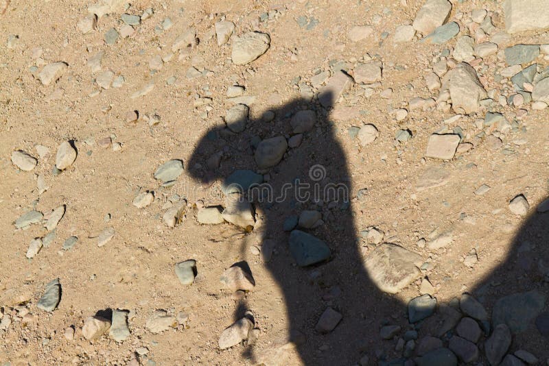 Camel shadow stock photo. Image of egypt, barren, camel - 22710916