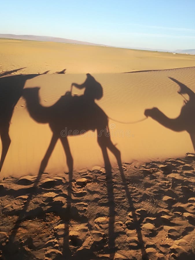 Camel shadow stock photo. Image of nature, shadow, animal - 22710916