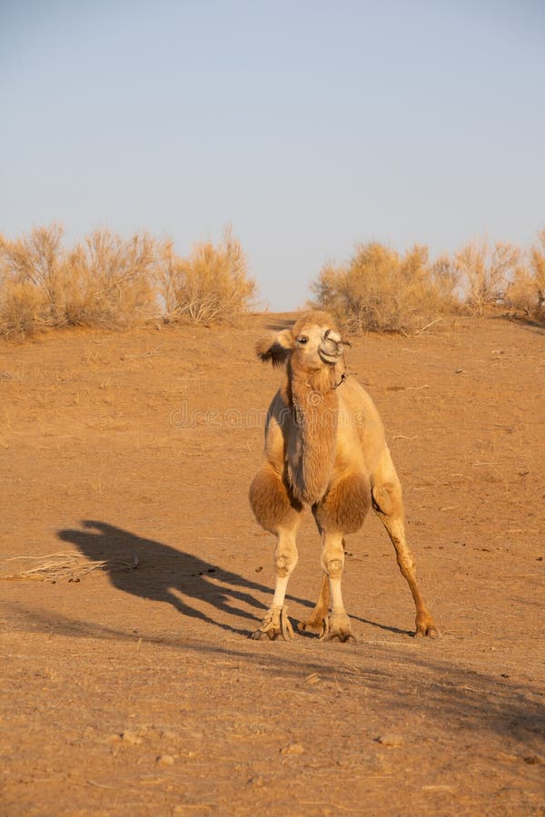 Camel and Shadow in the Sand Front View Stock Photo - Image of safari ...