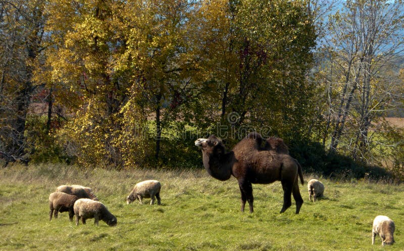 Camel and sheep stock photo. Image of vermont, england - 45357208