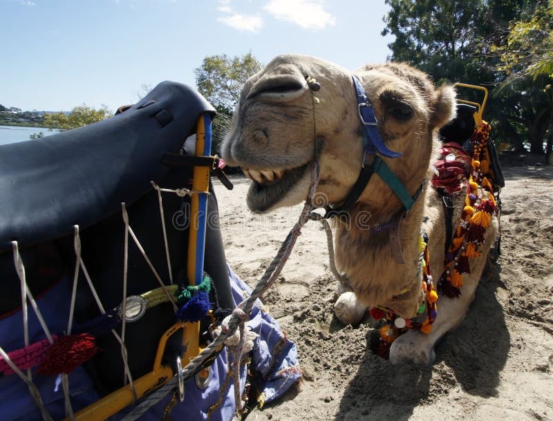 Camel showing his teeth stock image. Image of desert, airlie - 2856399