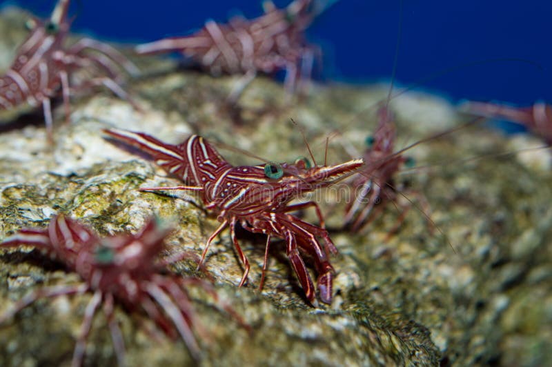 Camel Shrimp stock image. Image of dancing, shrimp, tropic - 84511831
