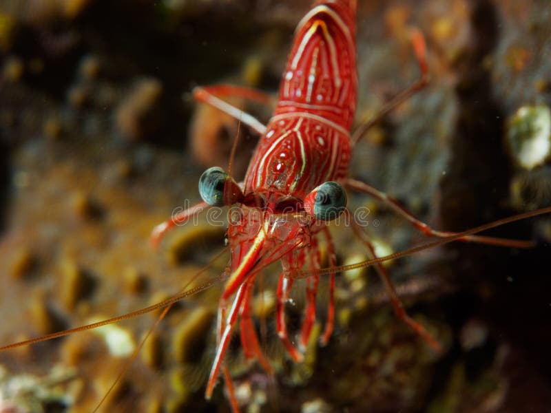 Camel Shrimp - Rhynchcinetes Durbanensis Stock Photo - Image of diving ...