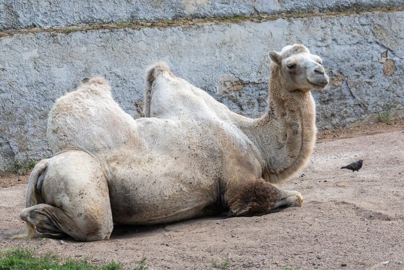 A Camel in the Siberian Zoo. Camel S Head Close-up. Long Camel Hair ... A Camel in the Siberian Zoo. Camel S Head Close-up. Long Camel Hair ...