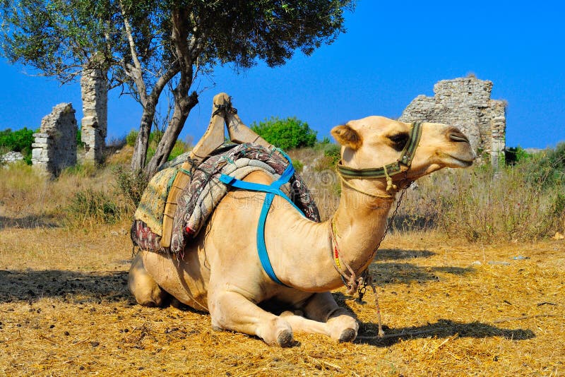 Camel in Side, Turkey. stock image. Image of turkey, animal - 56791291